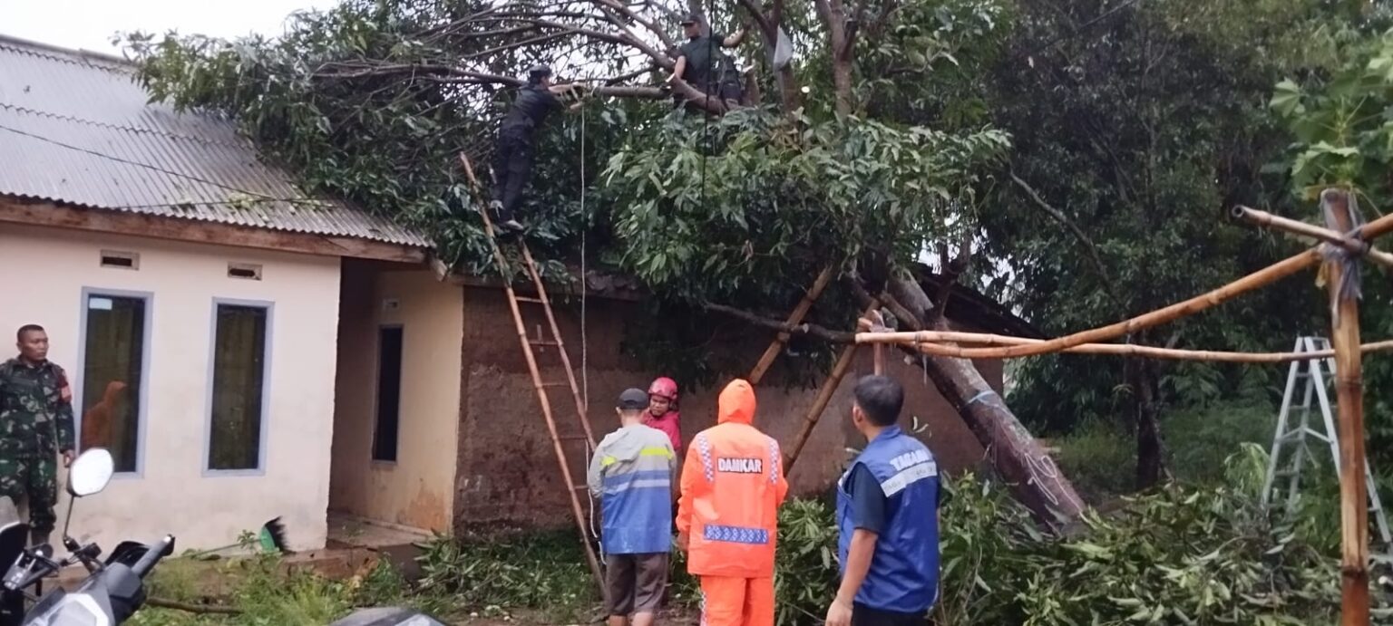 Dua Rumah di Cianjur Tertimpa Pohon Tumbang Akibat Hujan Disertai Angin Kencang - Cianjur Update